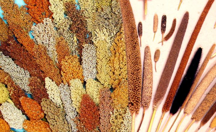 The Millet Revolution in India ‣ WiFi Skool